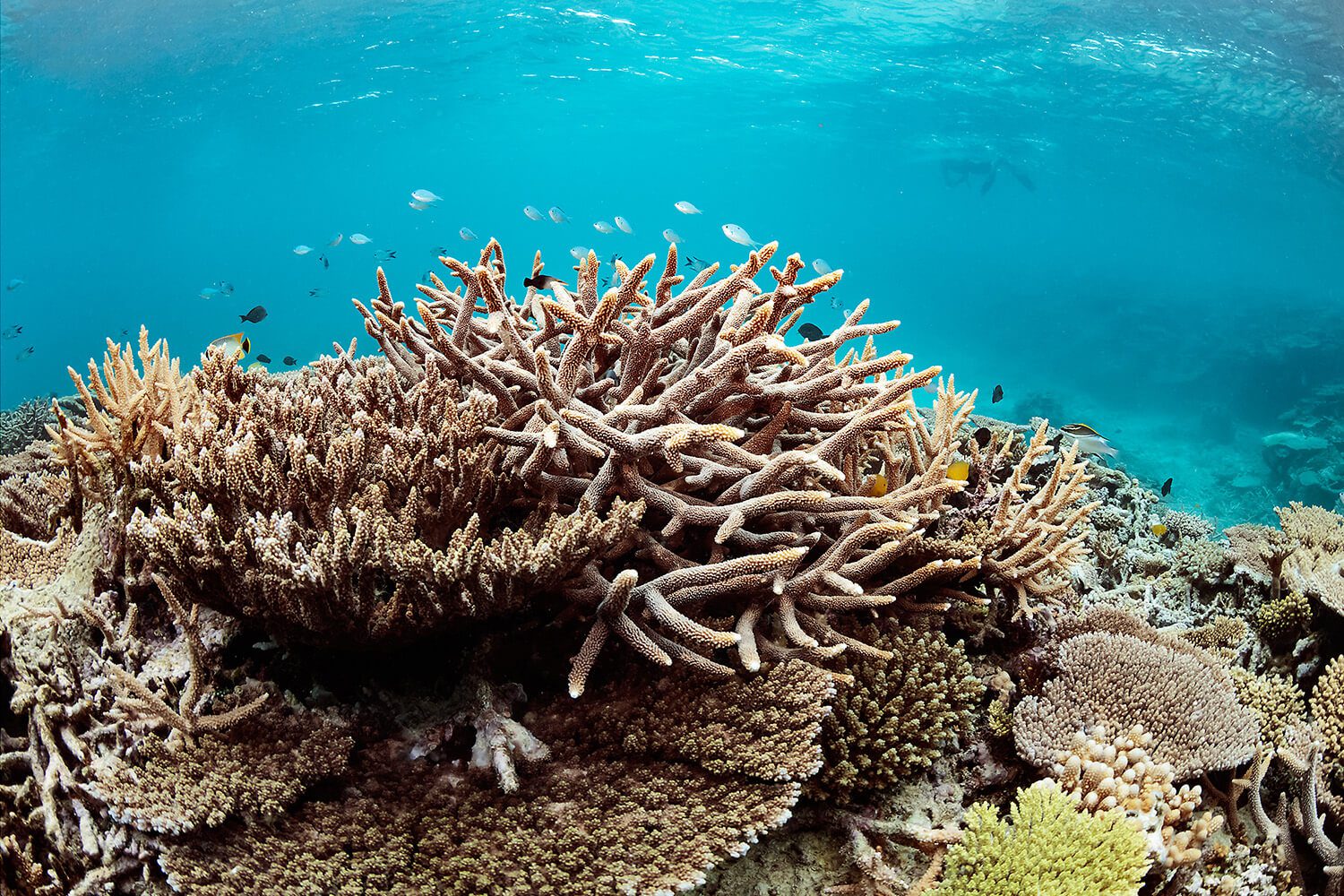 Gallery | Southern Great Barrier Reef Tours | Bundaberg