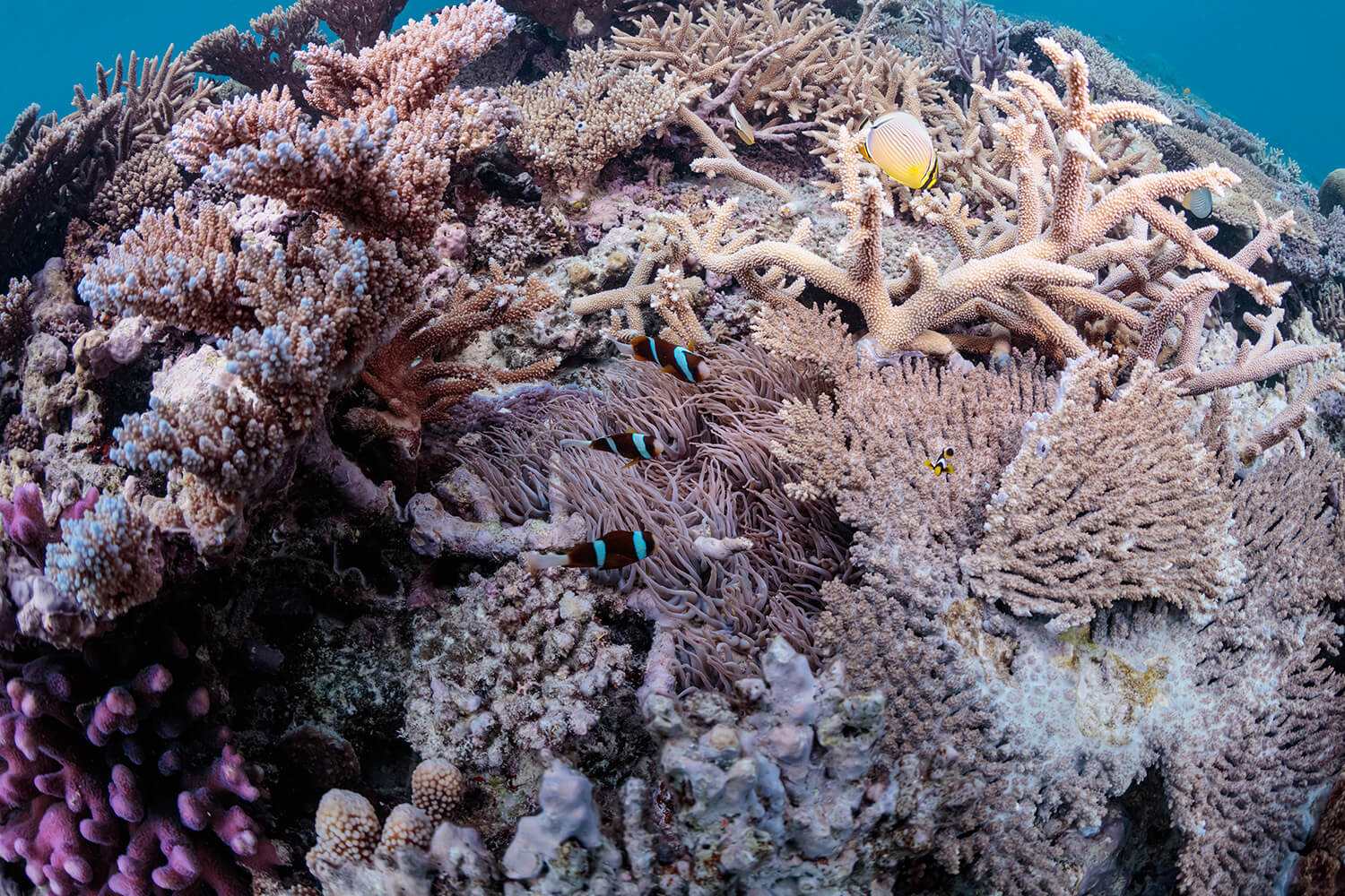 Gallery | Southern Great Barrier Reef Tours | Bundaberg