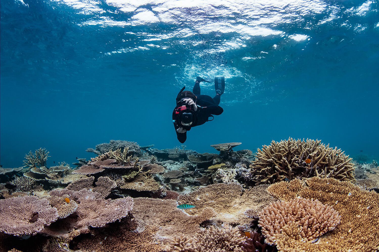 Gallery | Southern Great Barrier Reef Tours | Bundaberg