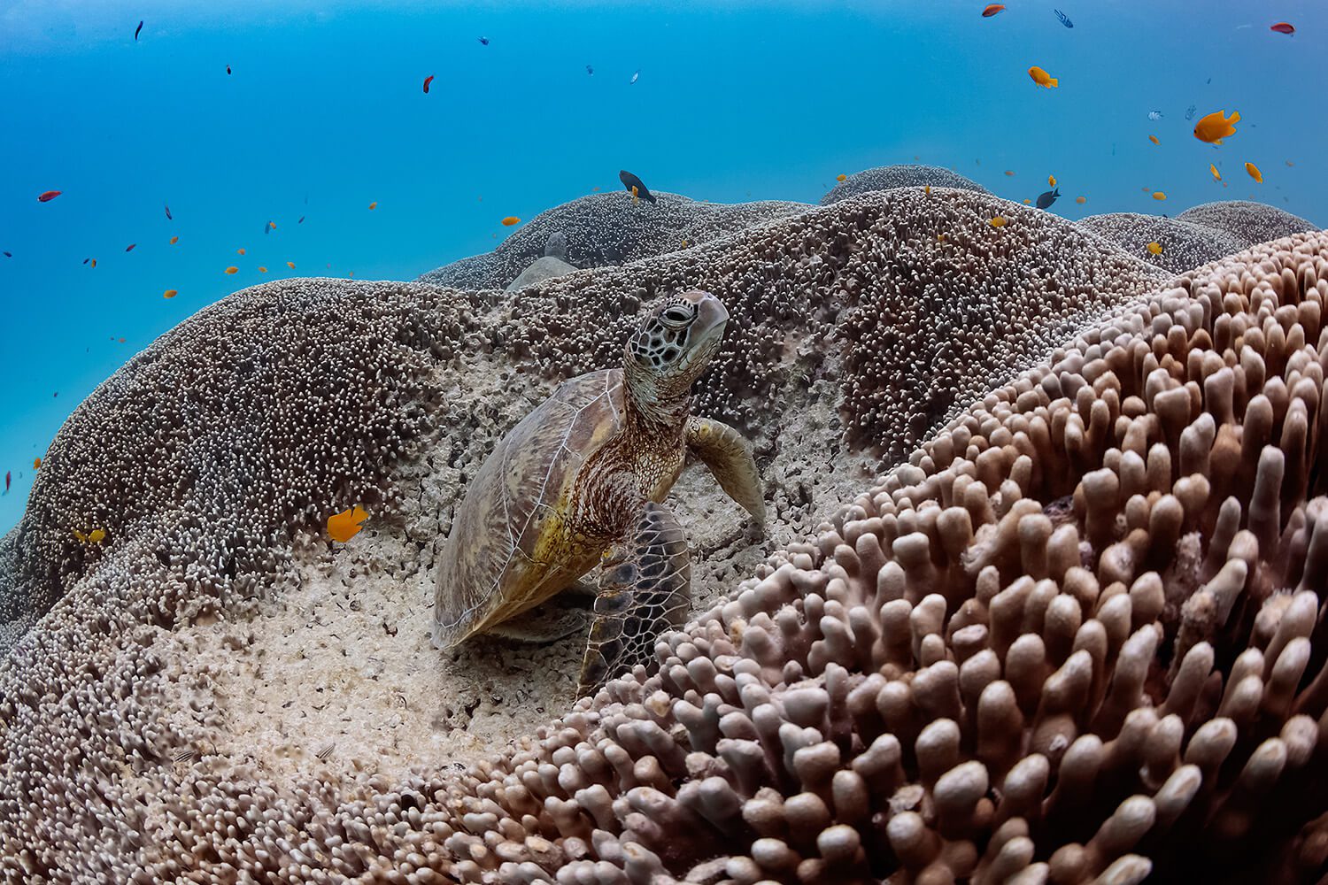 Gallery | Southern Great Barrier Reef Tours | Bundaberg