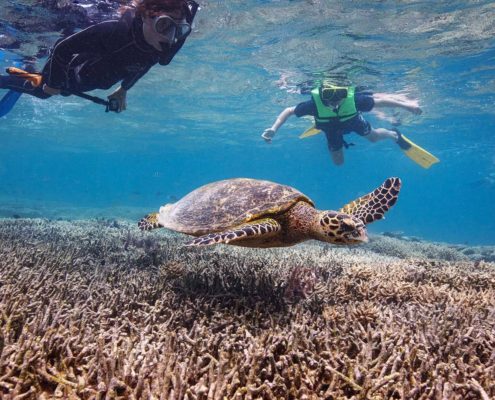 Snorkelling | Things To Do Bundaberg | Great Barrier Reef
