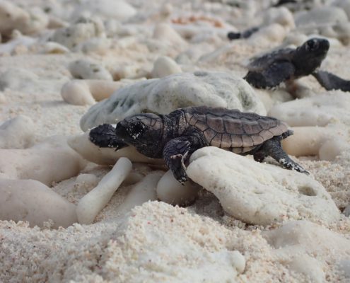 Mon Repos Turtle Centre | Mon Repos Nightly Turtle Encounter